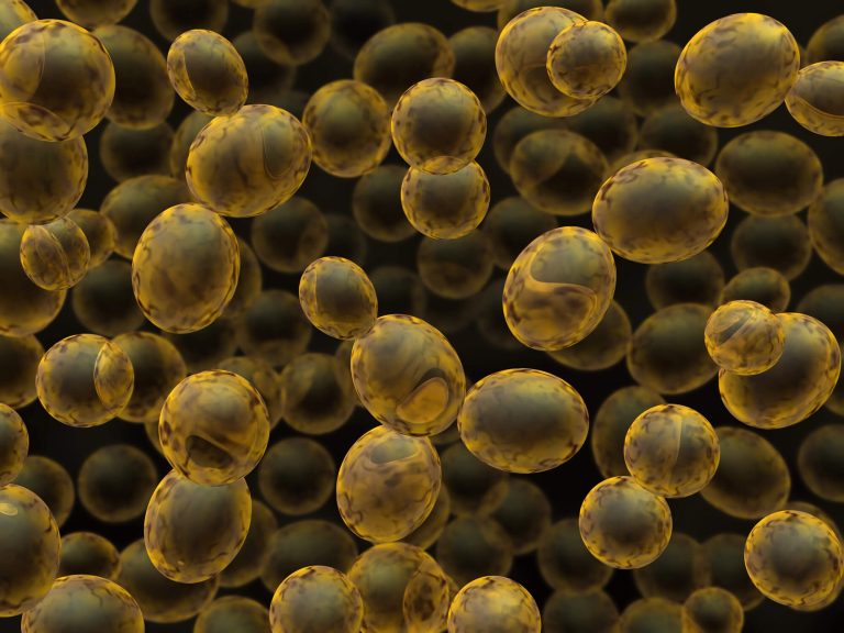 What is the role of yeast in beer brewing - saveonbrew.com